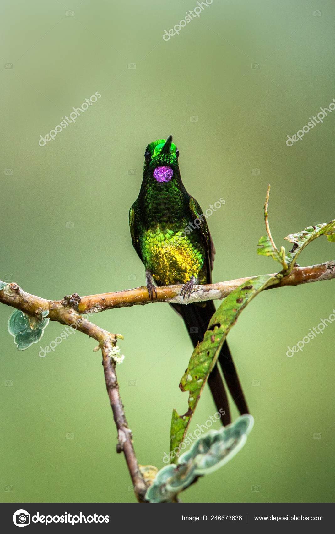 Empress Brilliant Sitting Branch Hummingbird Tropical Rainforest Brazil ...