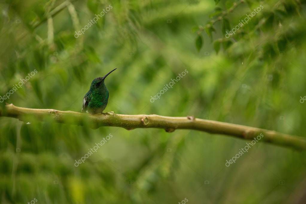 colibrí acérrimo sentado en rama en la lluvia, colibrí de la selva ...