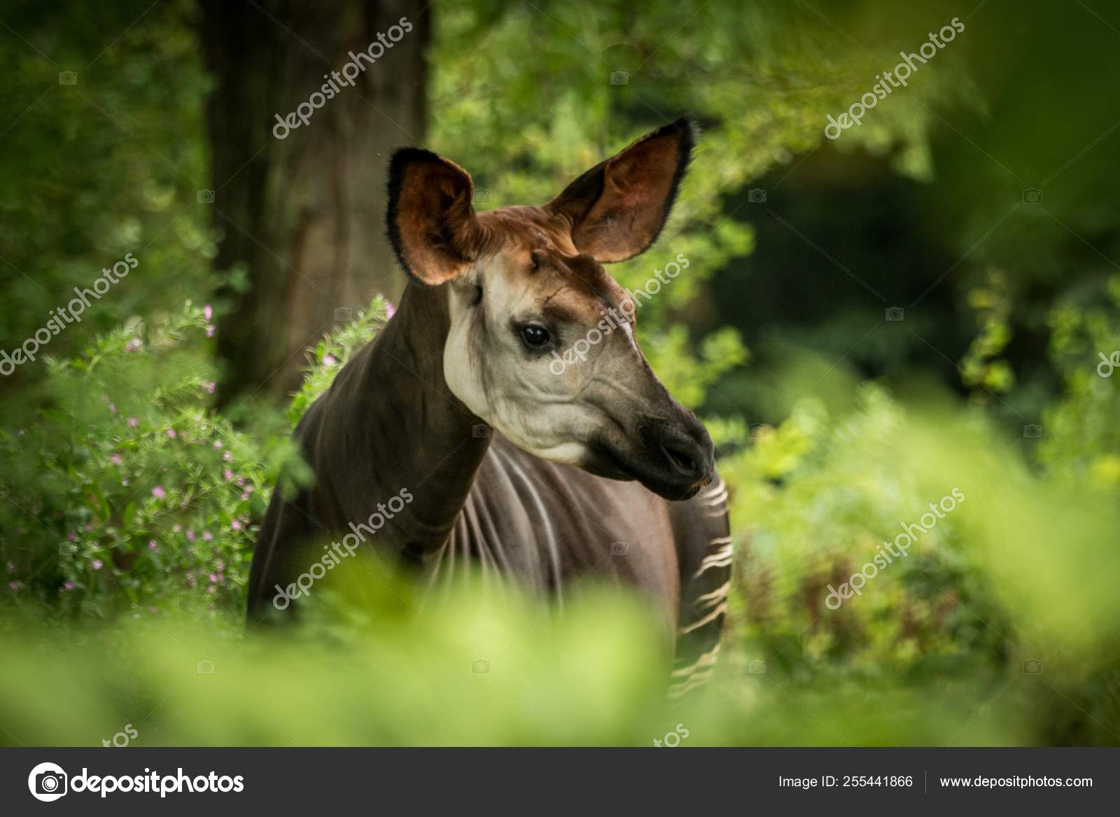 Okapi Okapia Johnstoni Forest Giraffe Zebra Giraffe Artiodactyl Mammal ...