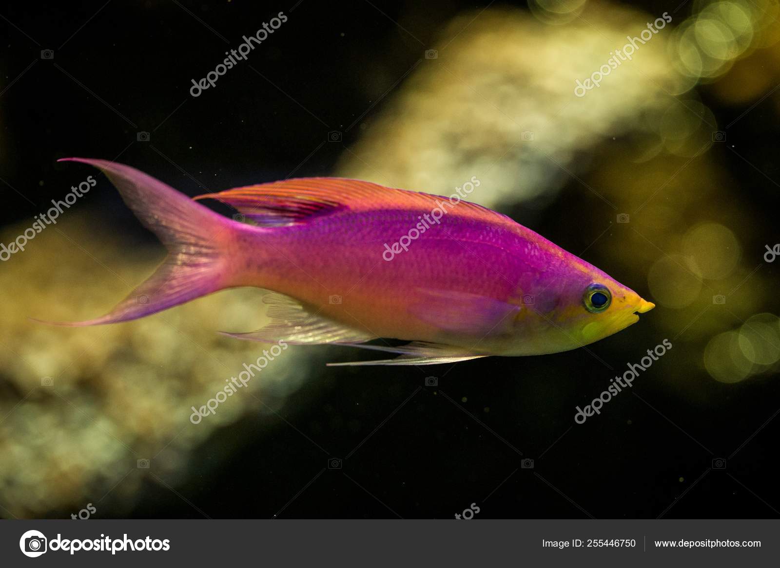 Pink Pet Fish