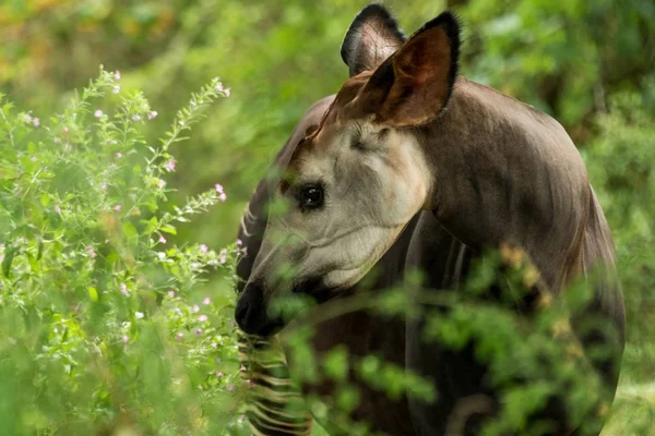 Okapi (Okapia johnstoni), forest giraffe or zebra giraffe, artiodactyl ...