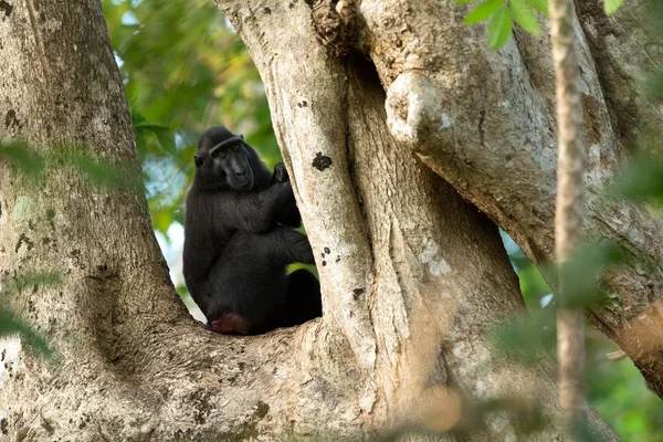 Peque o lindo beb macaco en la rama del rbol en la selva tropical ...