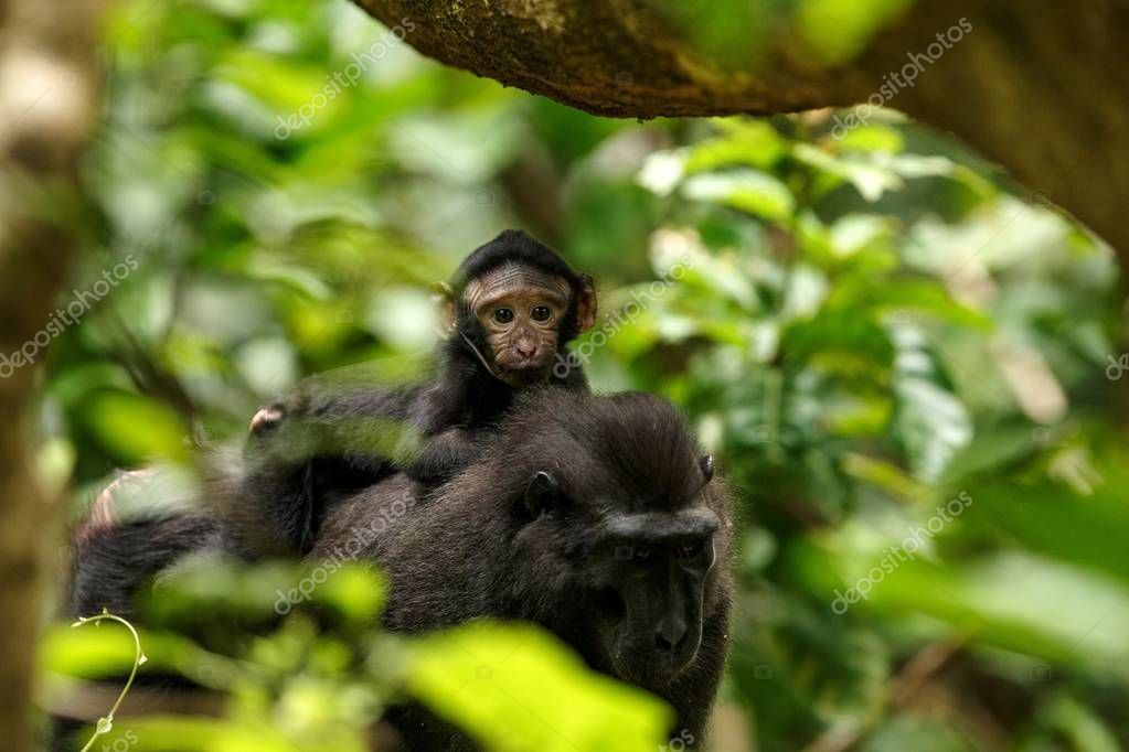 Macaco con pequeño bebé lindo en la rama del árbol. Cierre el retrato ...