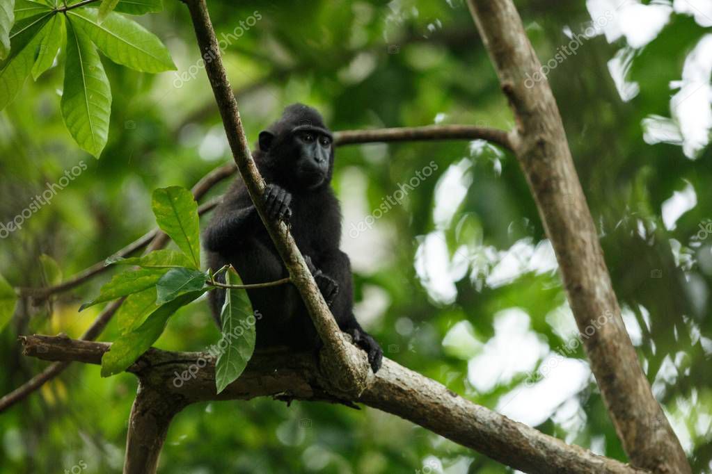 Celebes crest macaco en la rama del rbol. Cierre el retrato. Macaco end ...