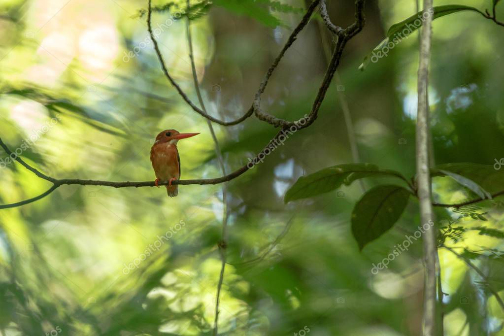 Dwarf sulawesi kingfisher (Ceyx fallax) perches on a branch in ...