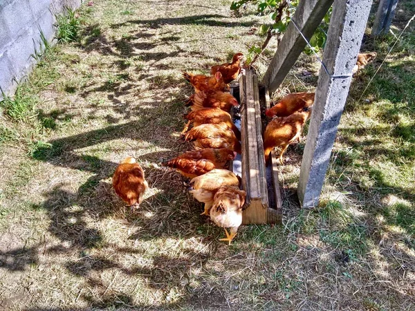 Chicken prison Stock Photos, Royalty Free Chicken prison Images ...