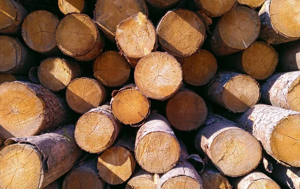 Stack of tree trunks in the nature - Stock Image - Everypixel