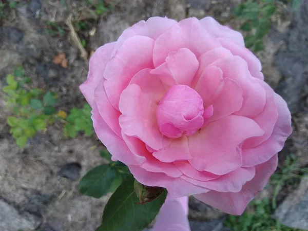 Single pink rose Stock Photos, Royalty Free Single pink rose Images ...