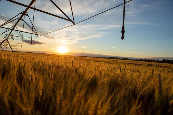 Irrigation system, artificial rain, above a field of ripe wheat at ...