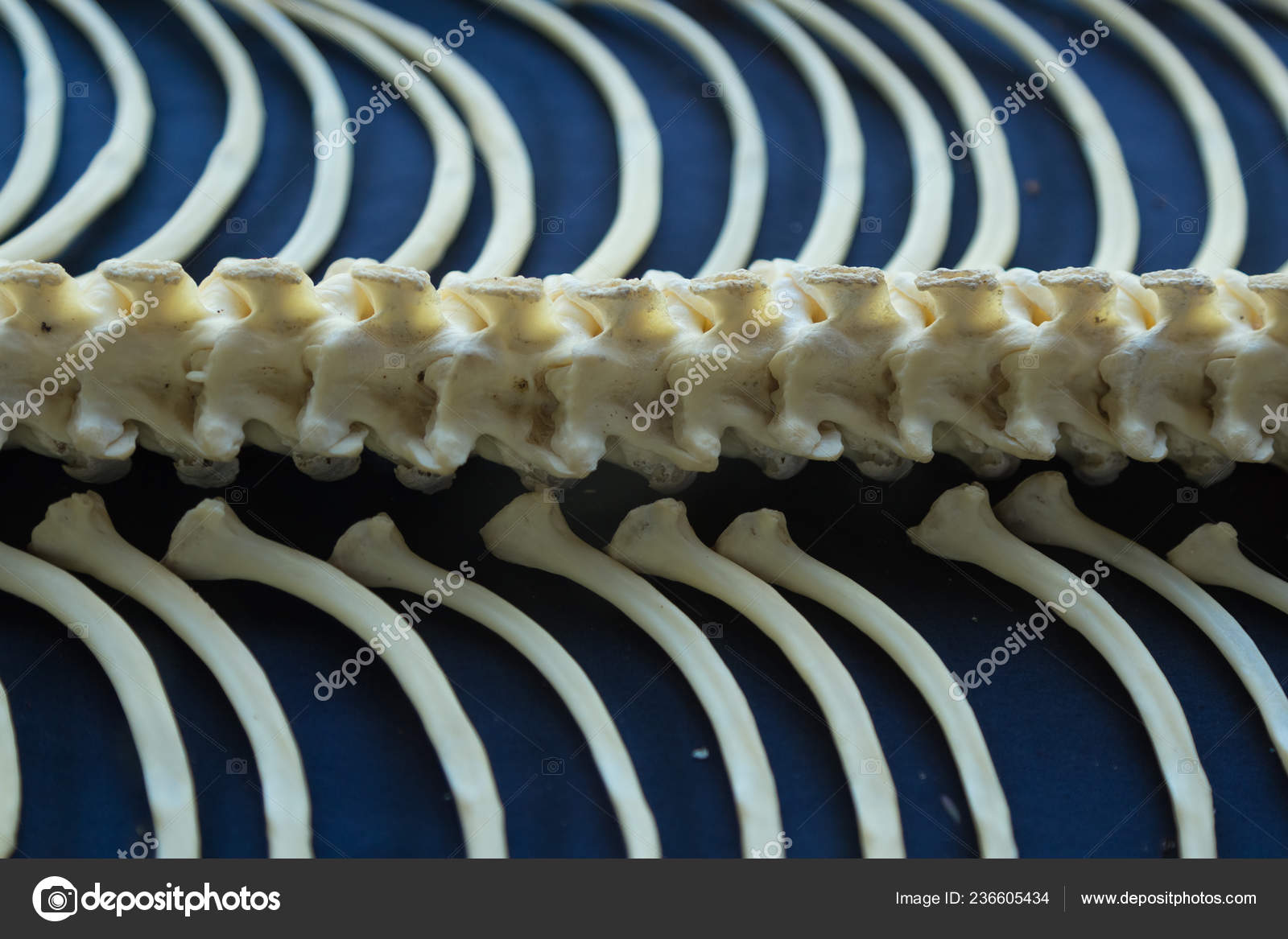 Close up Huge skeleton of the spine and ribs of the yellow snake python ...