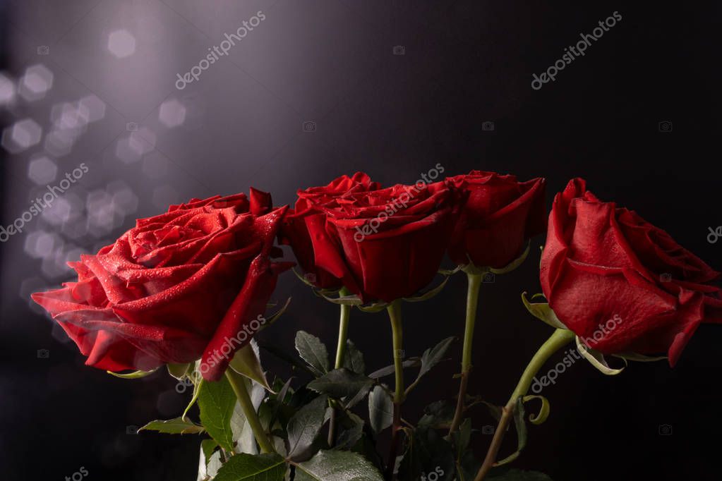rosas de color rojo brillante sobre un fondo negro con tallos largos y ...