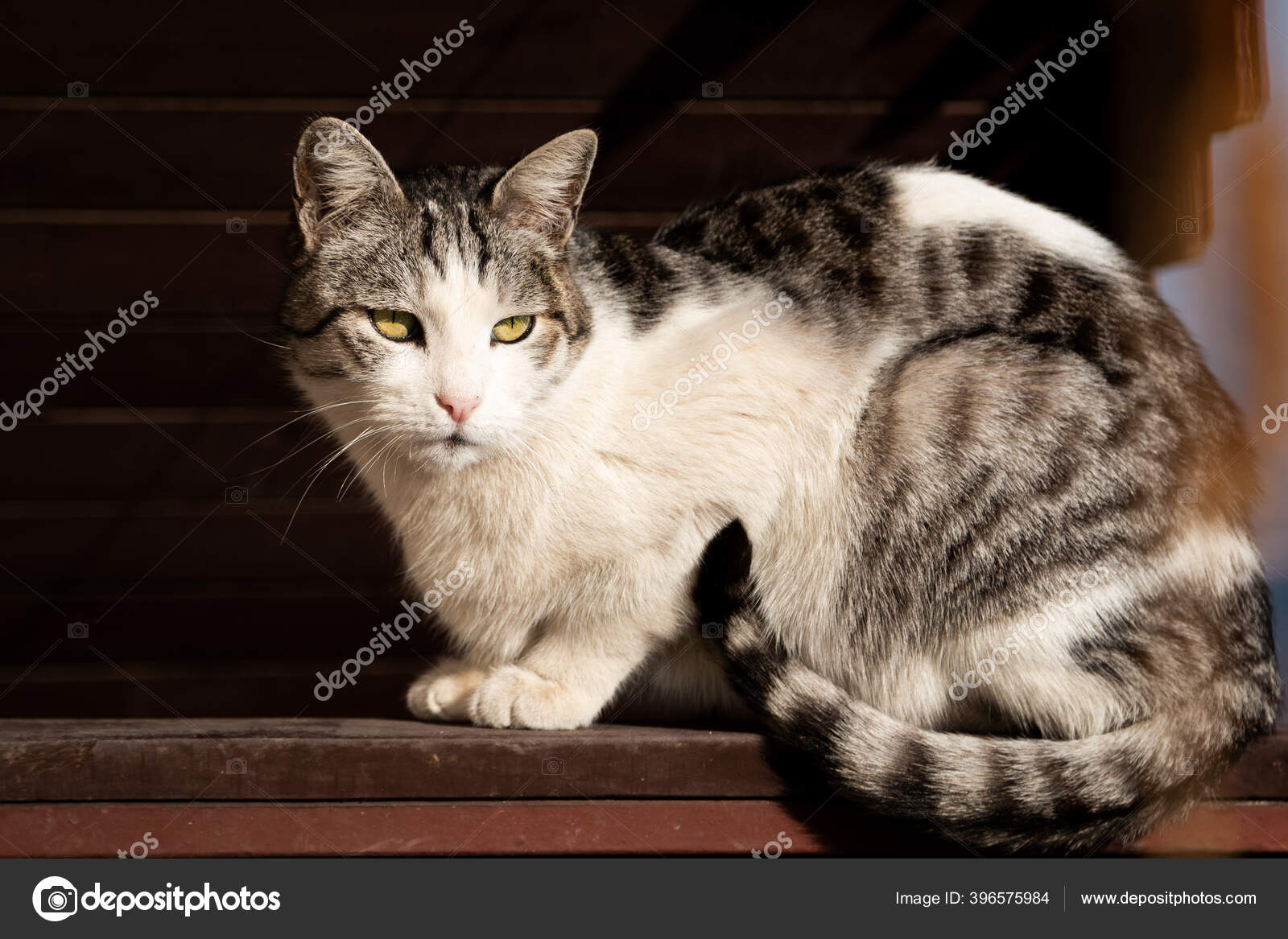 Cat Sitting Sideways