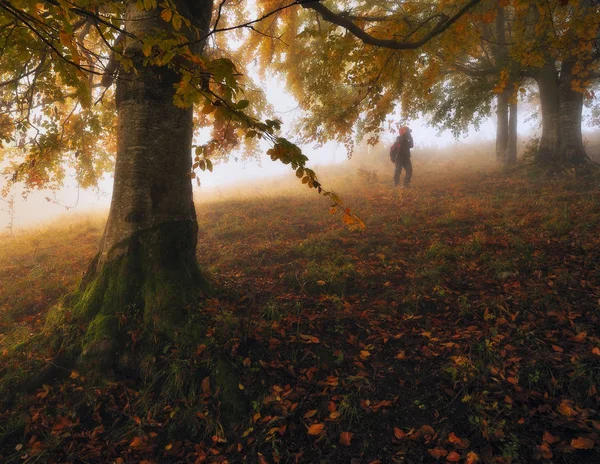 Walking elves Stock Photos, Royalty Free Walking elves Images ...