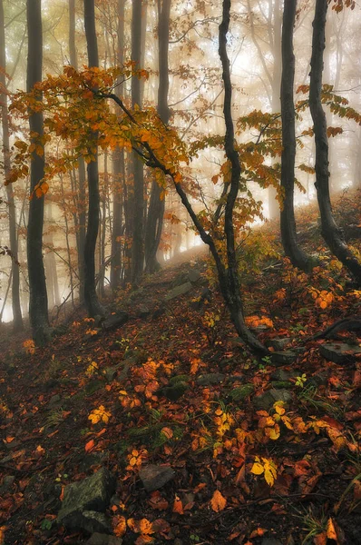 Hazel forest Stock Photos, Royalty Free Hazel forest Images | Depositphotos