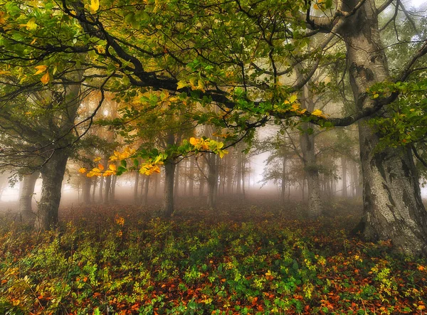 Irish forest Stock Photos, Royalty Free Irish forest Images | Depositphotos