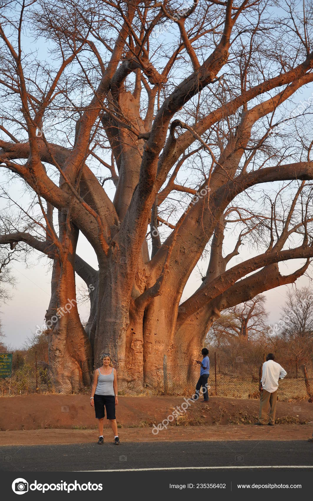 Giant African Baobob Tree Stock Photo by ©claudiovidri 235356402