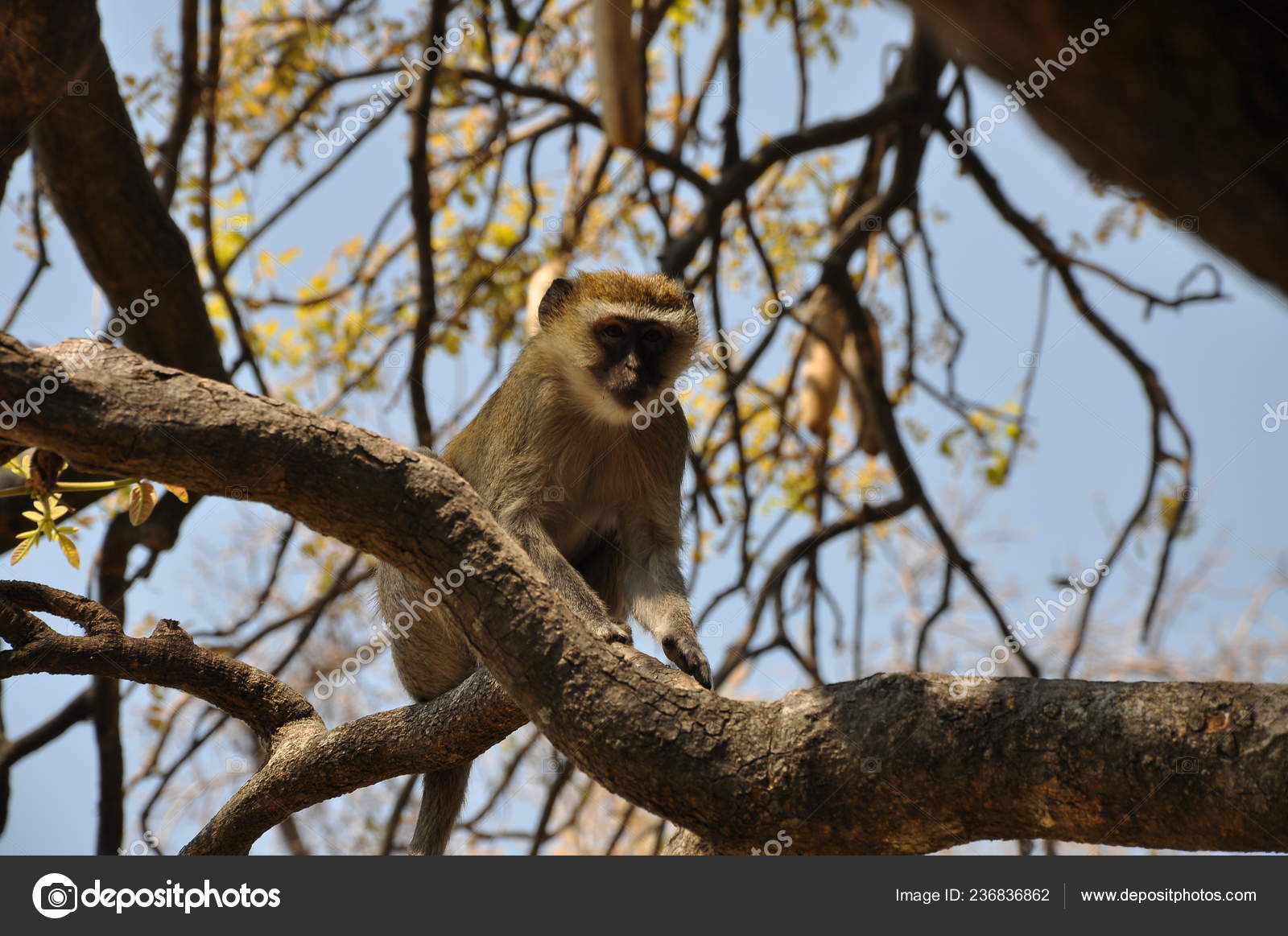Baboon Tree Stock Photo by ©claudiovidri 236836862
