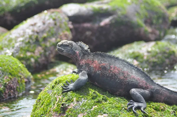 Lagarto do mar negro Stock Photos, Royalty Free Lagarto do mar negro ...
