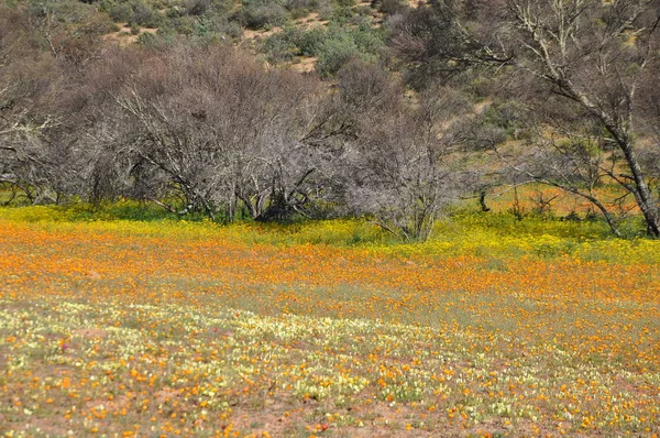 Namaqua Stock Photos, Royalty Free Namaqua Images | Depositphotos