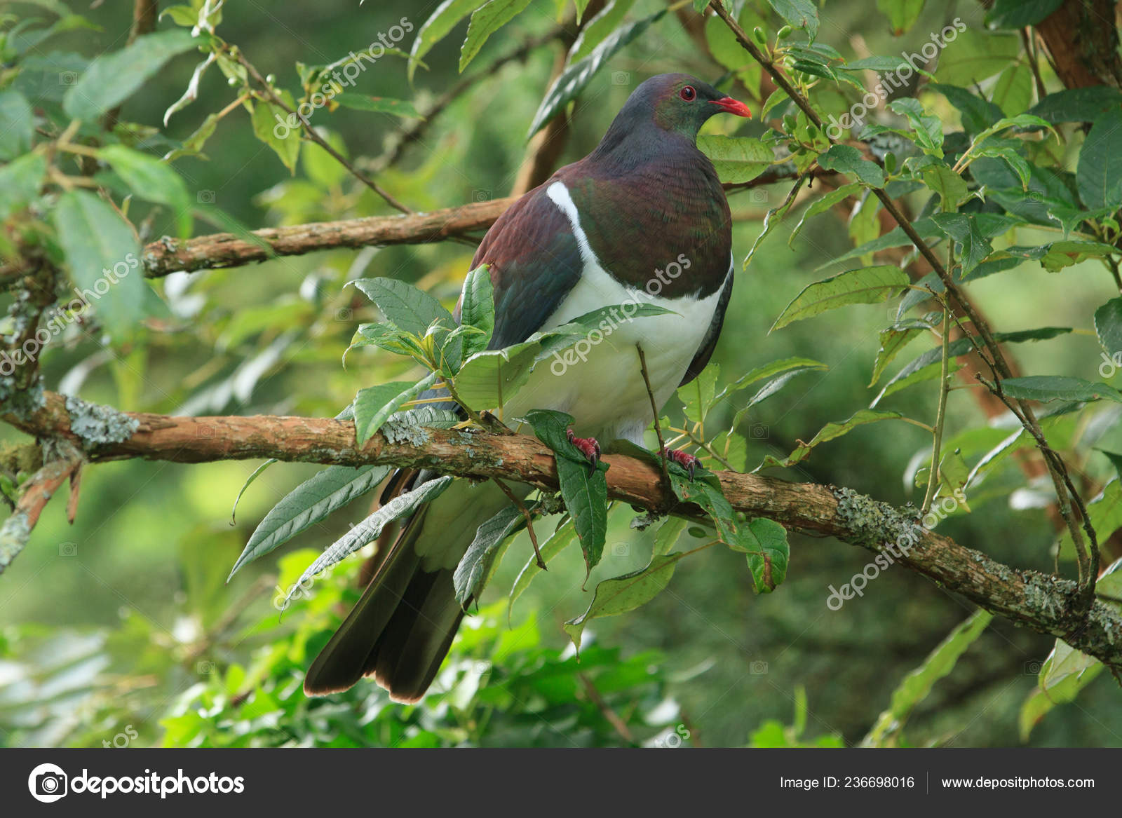 New Zealand Pigeon Also Known Kereru Maori Language Sitting Native ...