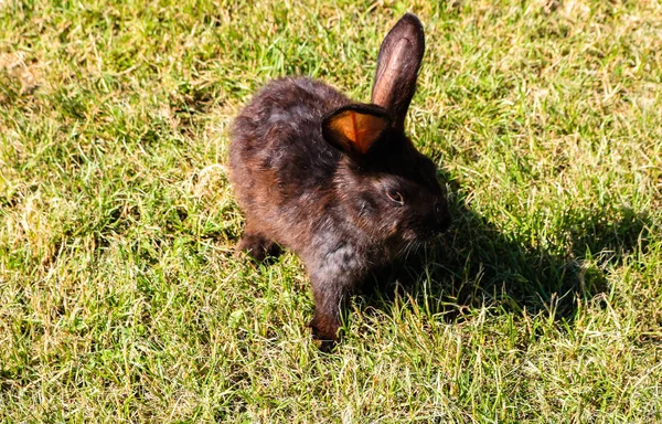 Rabbit running Images - Search Images on Everypixel