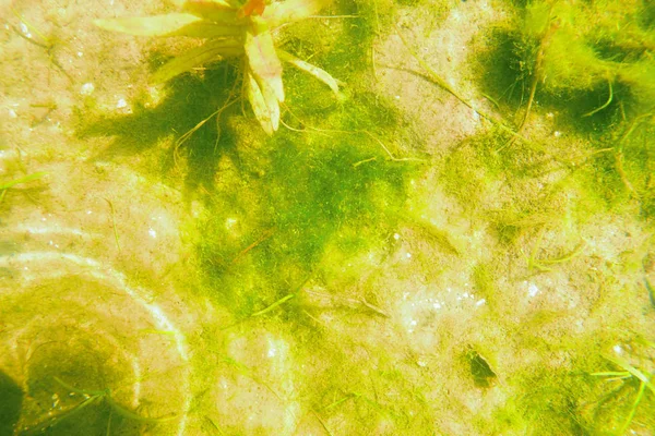 Underwater algae Stock Photos, Royalty Free Underwater algae Images ...