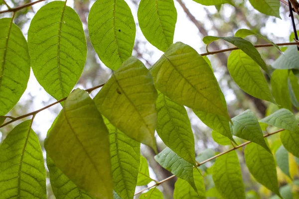 Australian native leaves Stock Photos, Royalty Free Australian native ...