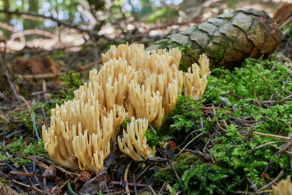 Ramaria - Hongos. Especie no especificada. Hongos en el entorno natural ...