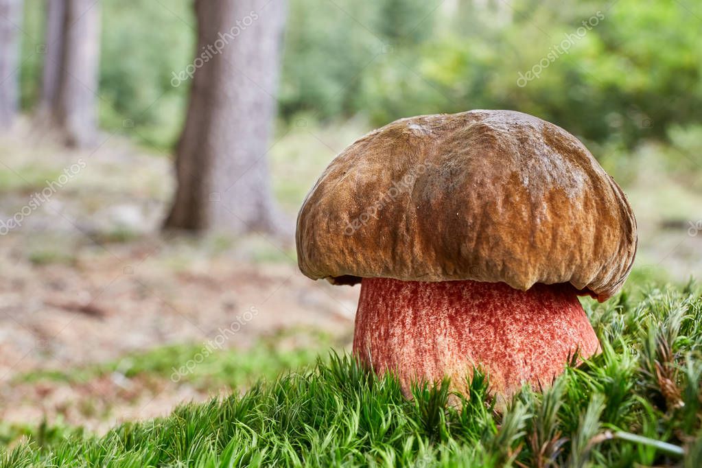 Neoboletus luridiformis conocido como Boletus luridiformis - hongo ...