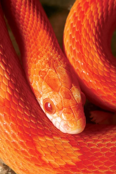 Red snake Stock Photos, Royalty Free Red snake Images | Depositphotos