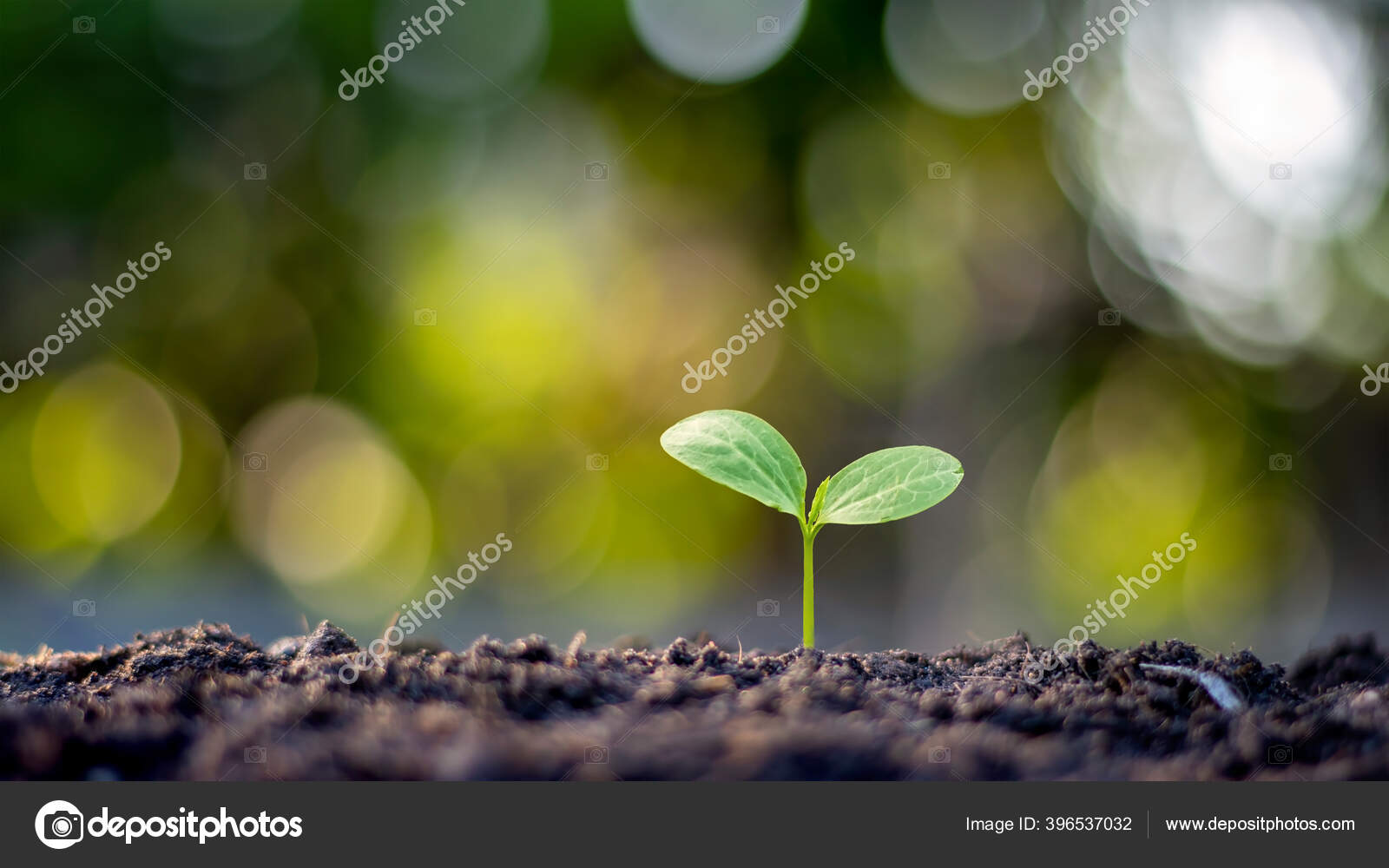 Sapling Growing Fertile Soil Including Evolution Plant Growth Soft ...