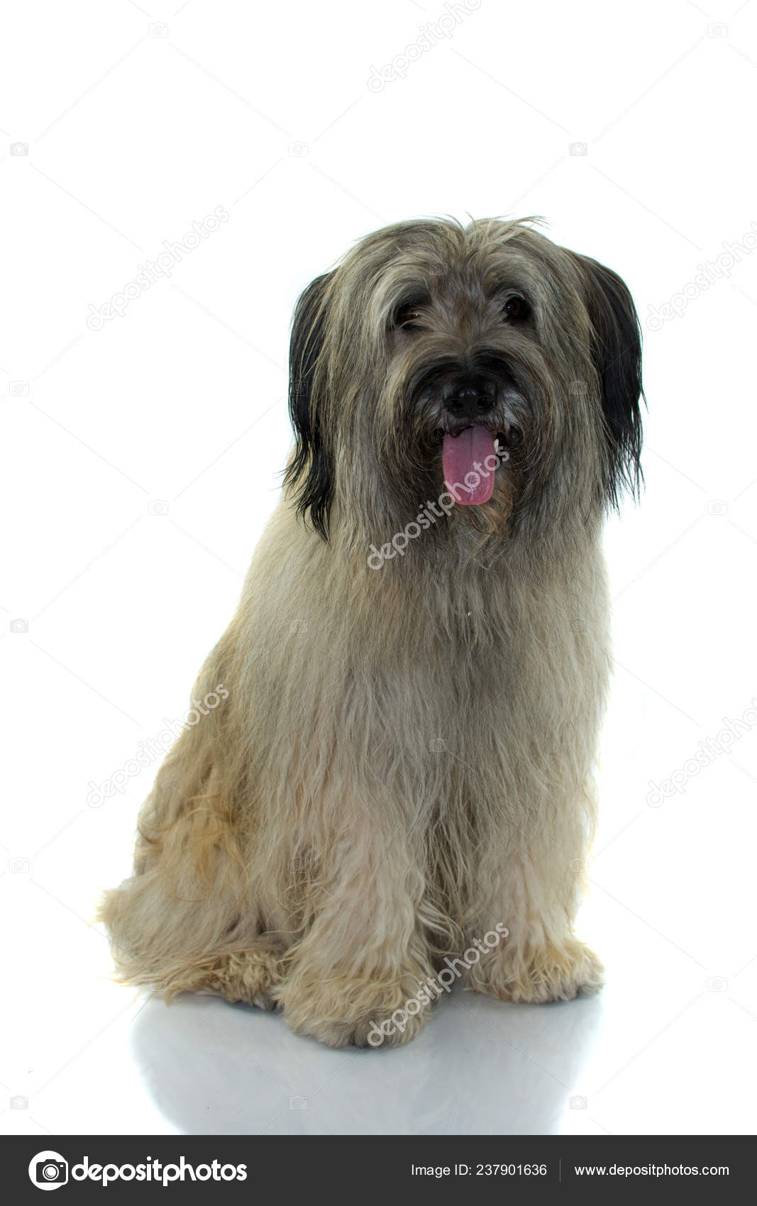 Catalan Sheepdog Puppy