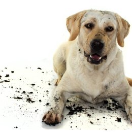 Dog mud Stock Photos, Royalty Free Dog mud Images | Depositphotos