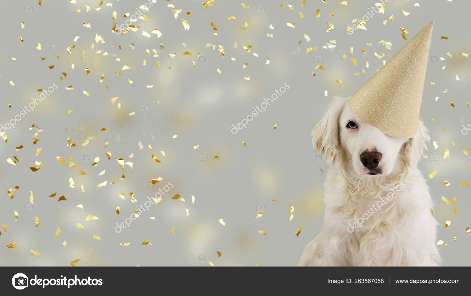 New Years Party Dog