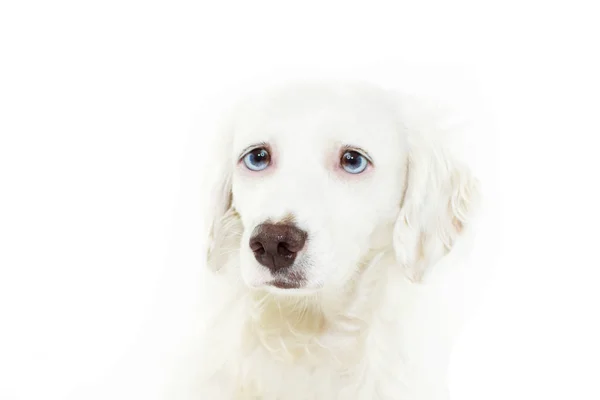 Dog radiography Stock Photos, Royalty Free Dog radiography Images ...