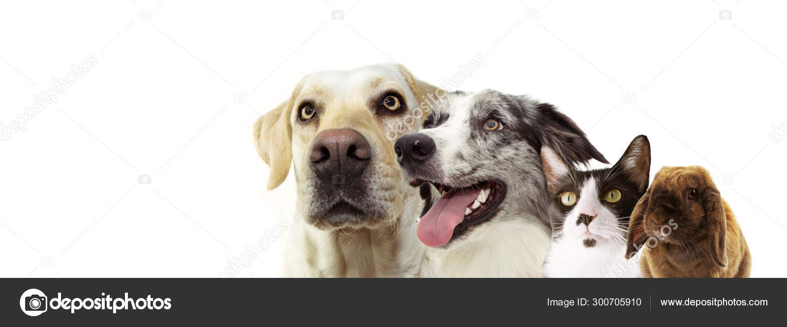 Banner pets. two dogs side profile of a labrador retriever, cat — Stock ...
