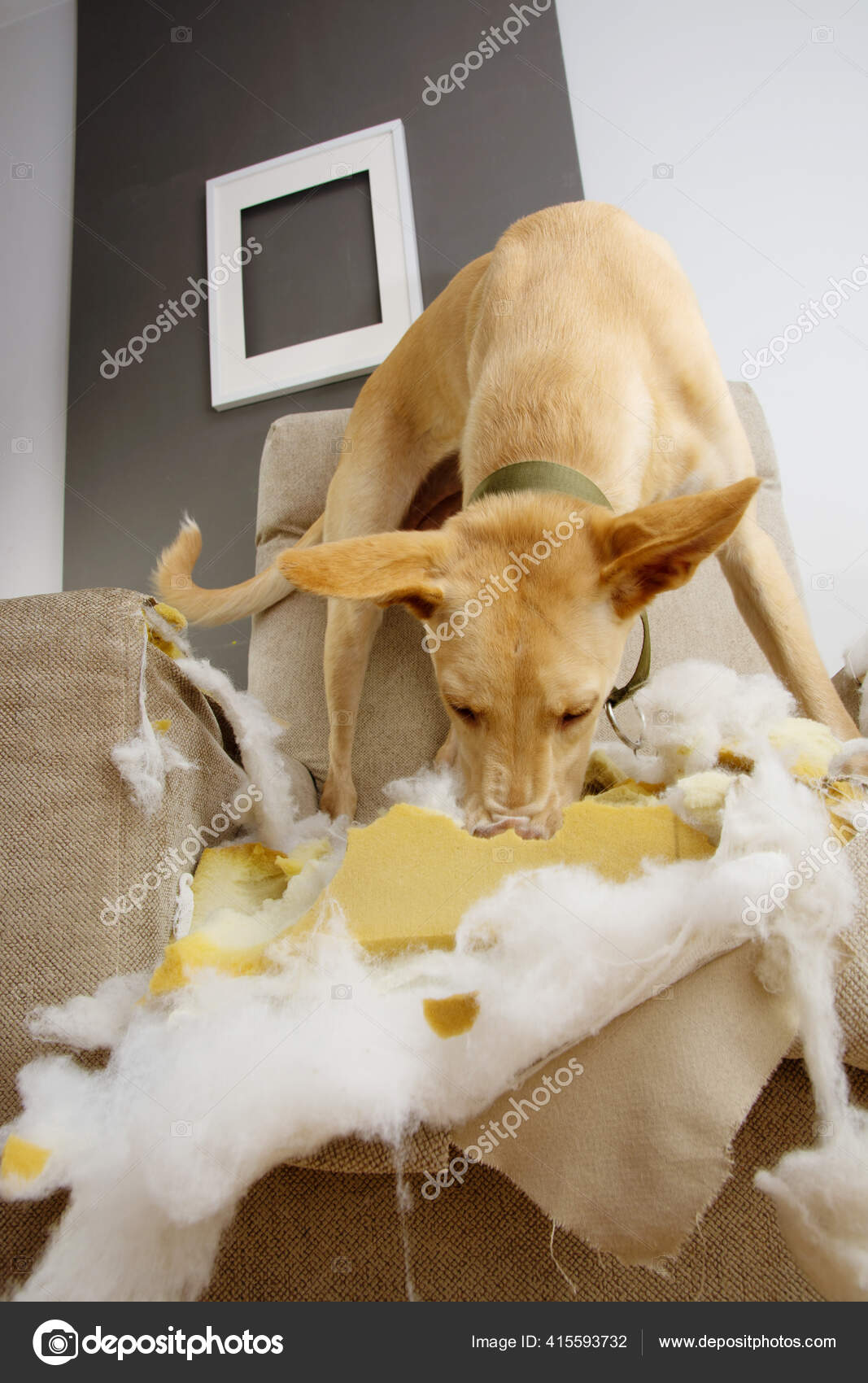 How Do I Stop My Great Dane From Chewing On Chairs