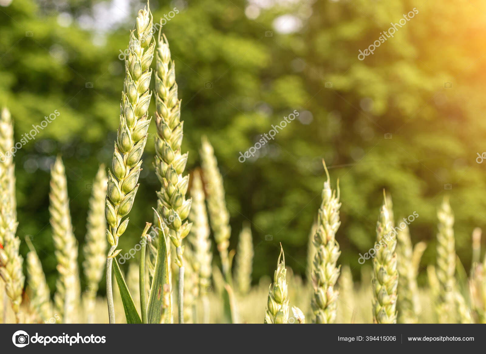 Young wheat plant field on golden sunset landscape background. Green ...