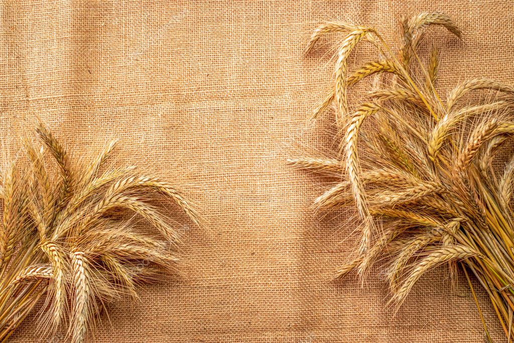 Oreja de trigo. Entero, cebada, cosecha brotes de trigo. Espiga de ...