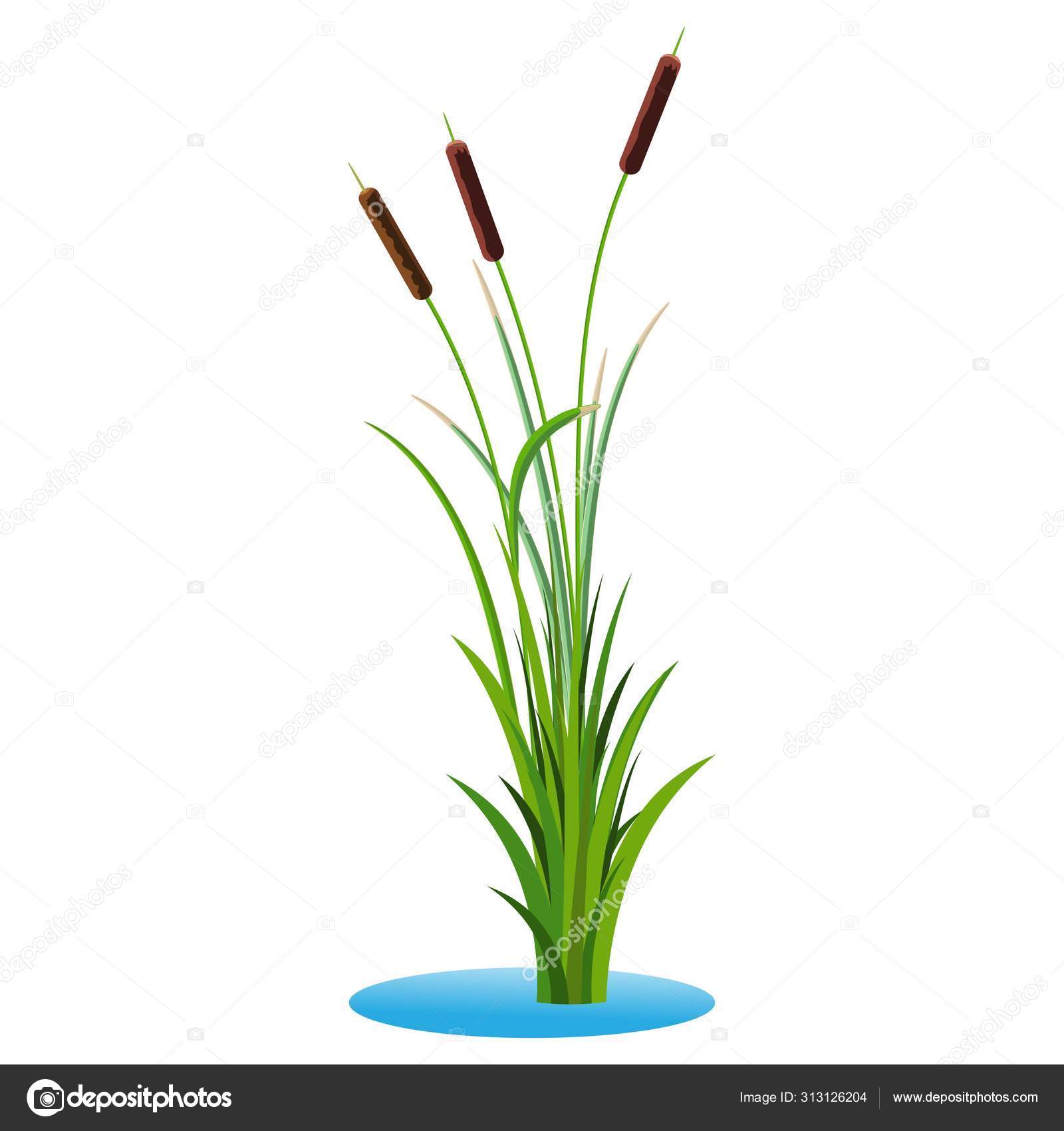 Cartoon Cattails