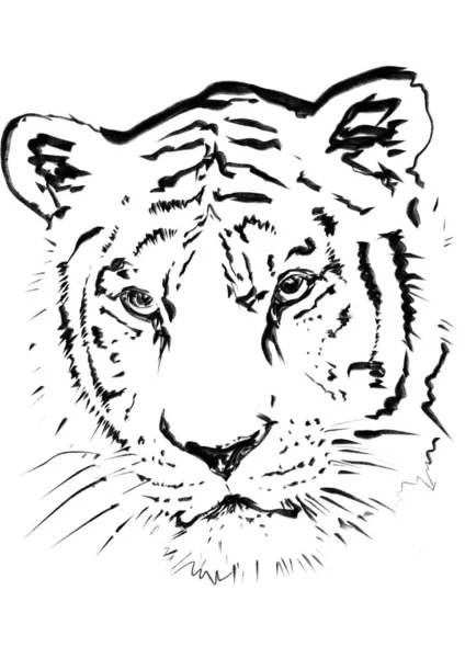 Tigris rajz Stock fotók, Tigris rajz Jogdíjmentes képek | Depositphotos