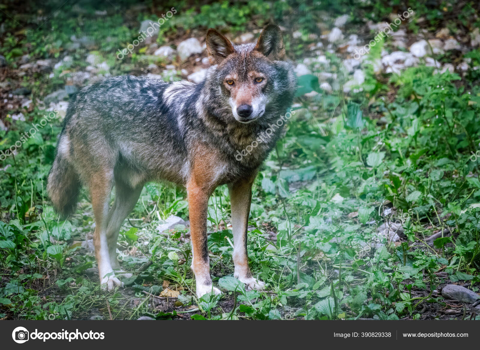 Gray Wolf Forest Green Grass Wolf Canis Lupus Also Known — Stock Photo ...