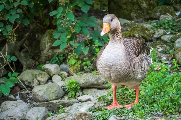 The wild greylag goose walks along the green shore of the pond. The ...