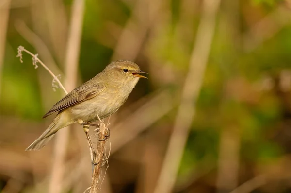 Common Chiffchaff Simply Chiffchaff Phylloscopus Collybita Common Widespread Leaf Warbler ⬇ ...