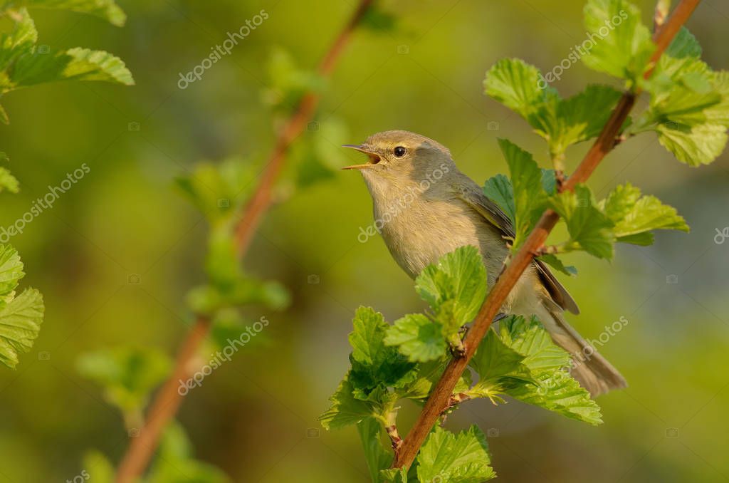 La zarza común, o simplemente la zarza, (Phylloscopus collybita) es una ...