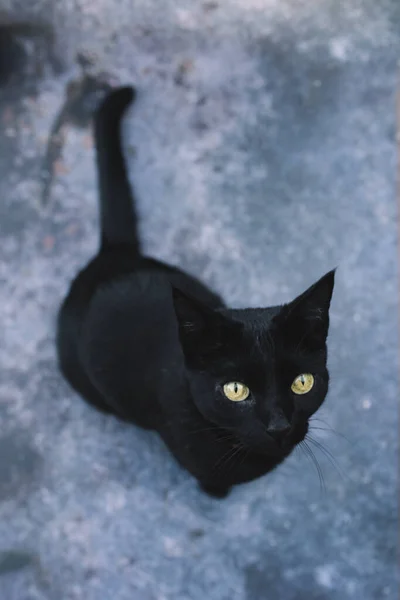 Gato georgia fotos de stock, imágenes de Gato georgia sin royalties ...