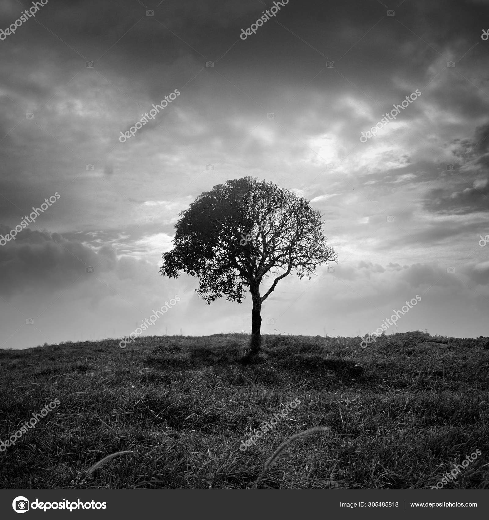 Black And White Lonely Tree