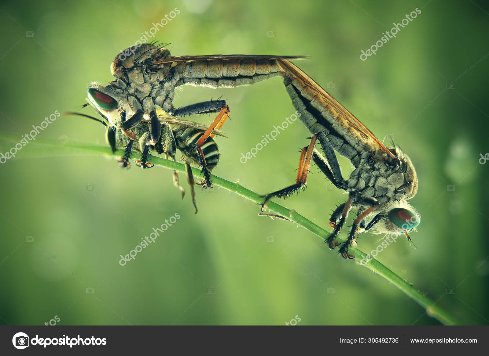 Two Insects Natural Background Stock Photo by ©budi.ccline.gmail.com ...