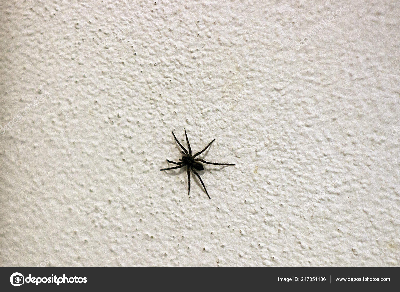 Huge House Spider White Wall — Stock Photo © Kallihora #247351136