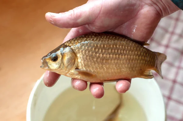 Caught trophy live fish in the hand of a fisherman over a bucket of ...